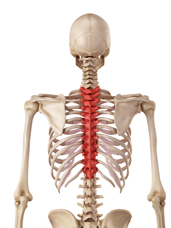 Thoracic Spine - Pain and Simple Blog